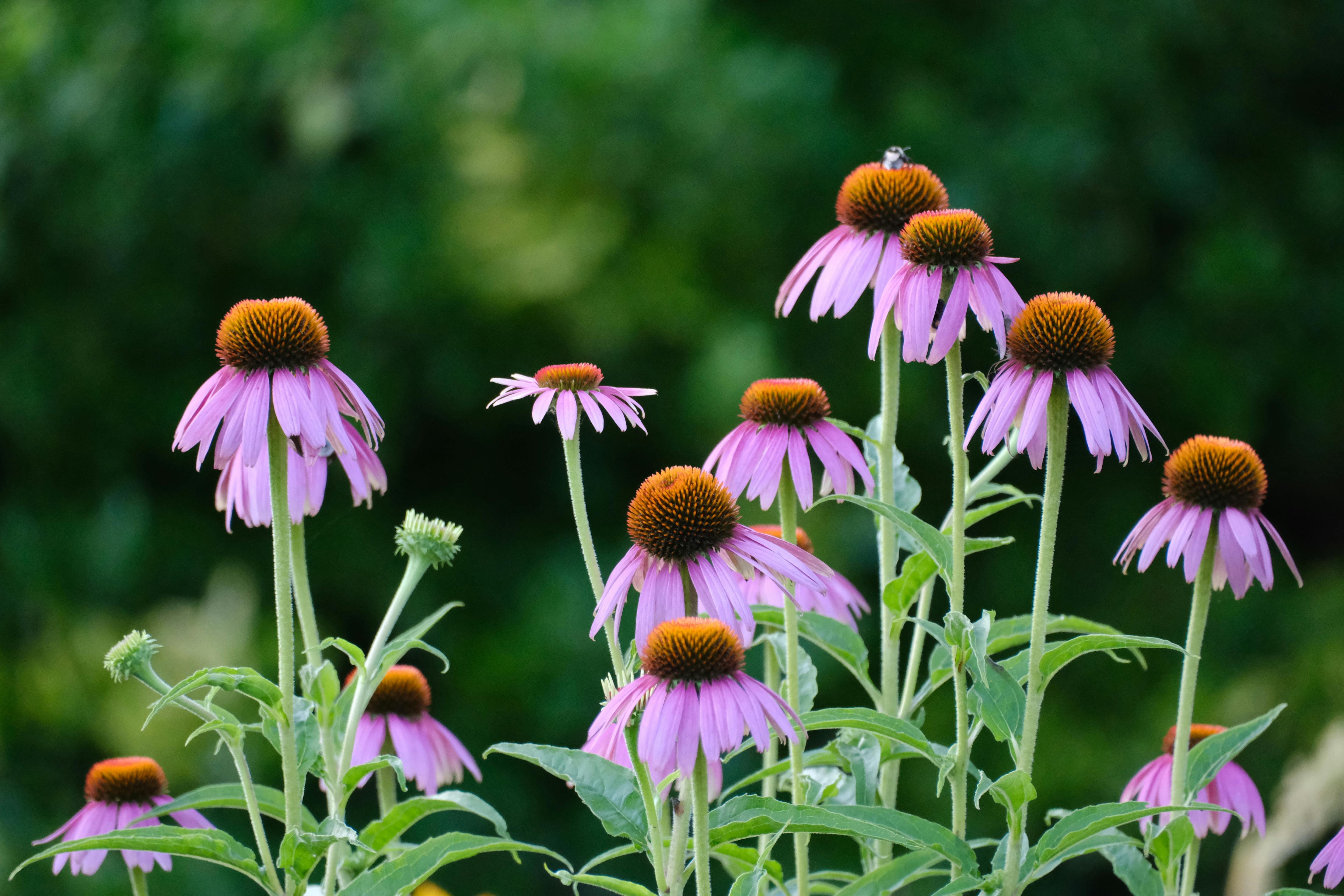 Bestsellers | Native Plants For Sale Online