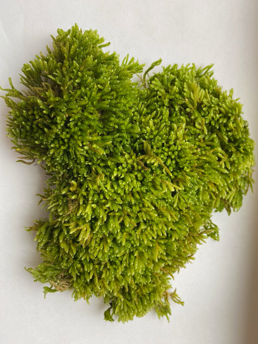 Live Moss For Sale | Buy Live Moss Online – Native Plants