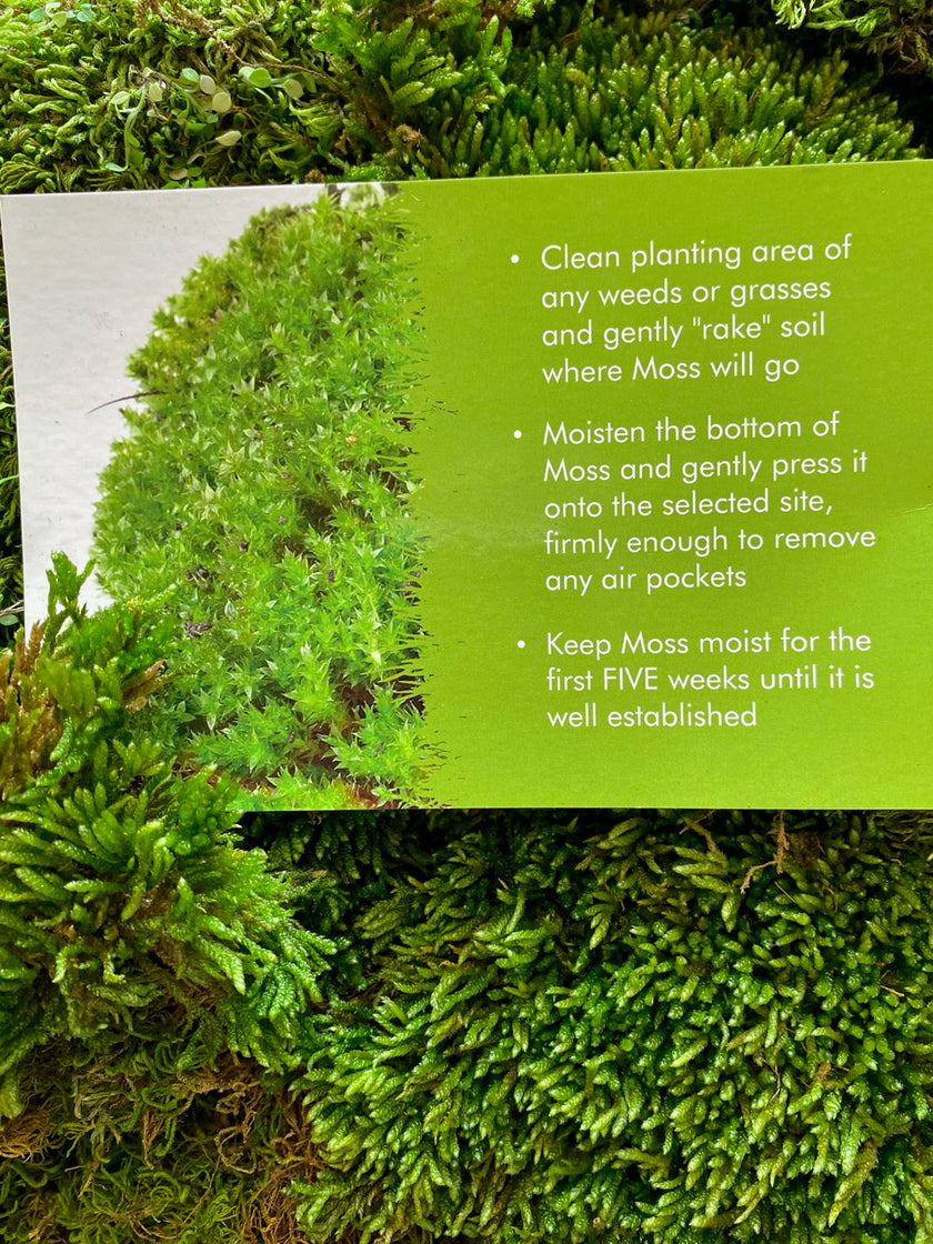 Live Moss For Sale | Buy Live Moss Online – Native Plants